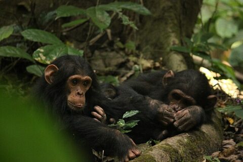 July 14, 1960: Jane Goodall Sets Up Camp - This Day of History
